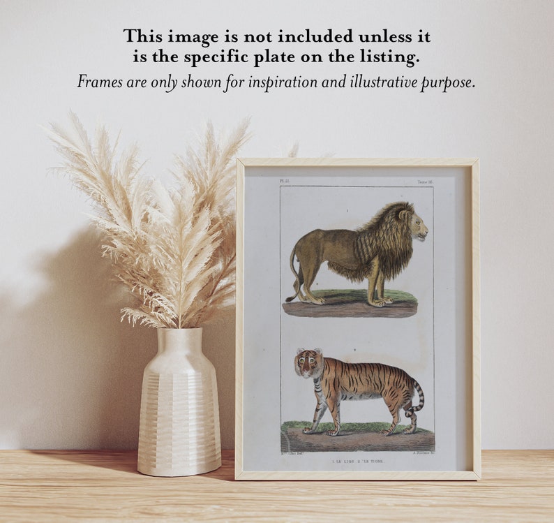 1829 - KLIPSPRINGER and CAPE BUSHBOCK – Hand-colored Steel Engraving ...