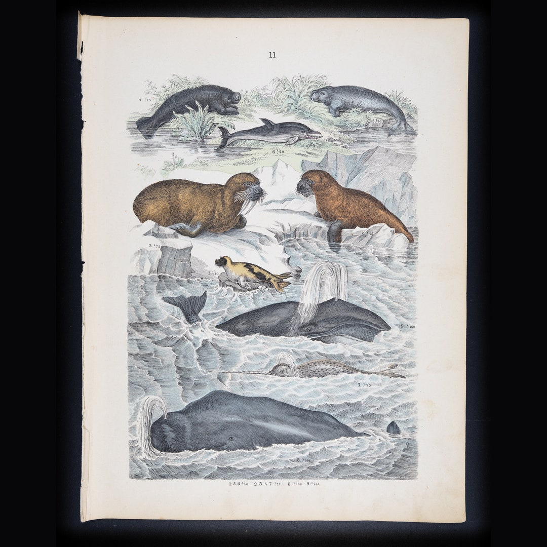 Aquatic Mammals: Whale, Dolphin, Walrus, Sea Lion, Manatee - Original ...