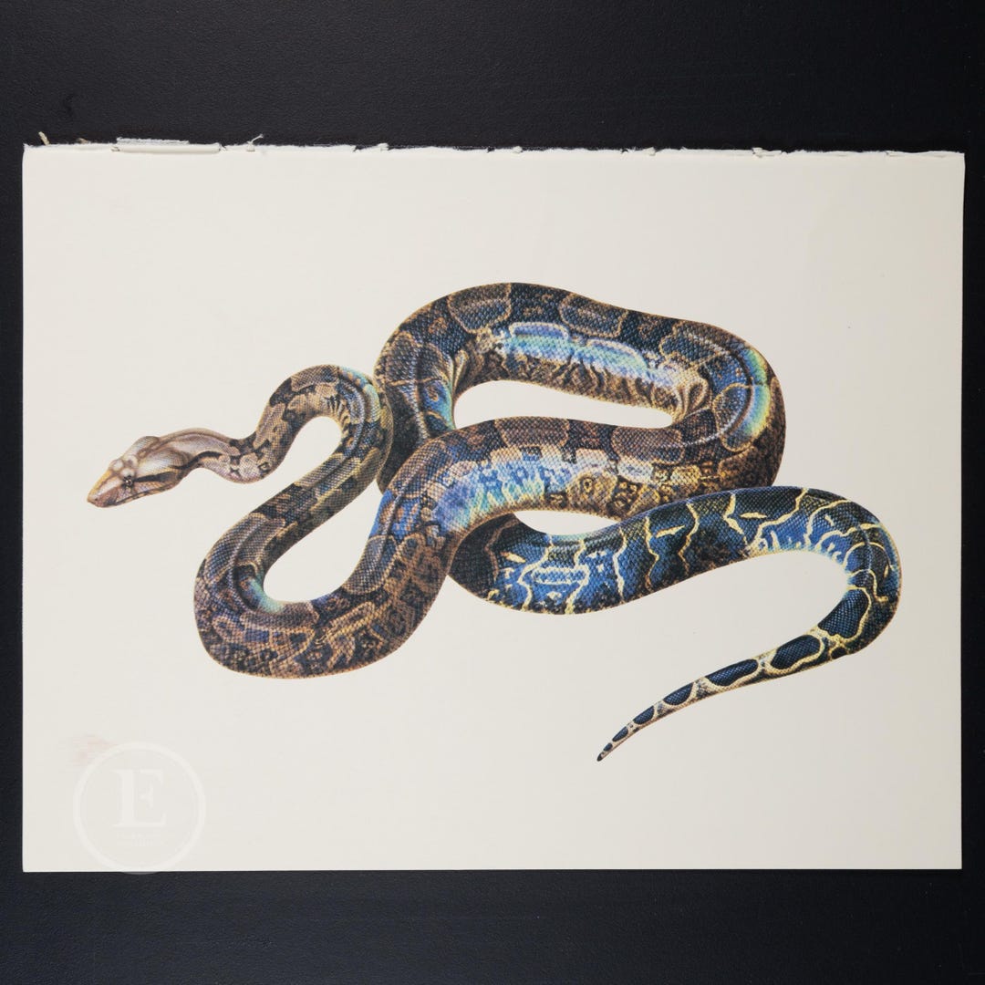 Boa Constrictor Print: 1970 Larousse Animal Lithograph - Etsy