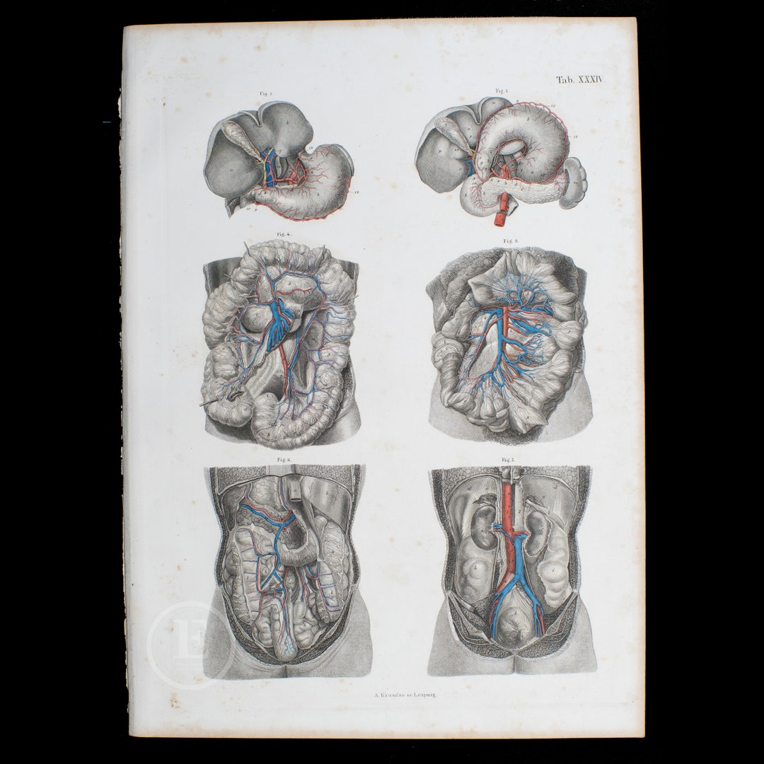 1860 DIGESTIVE SYSTEM: Abdominal Cavity- Original Steel Engravings From ...