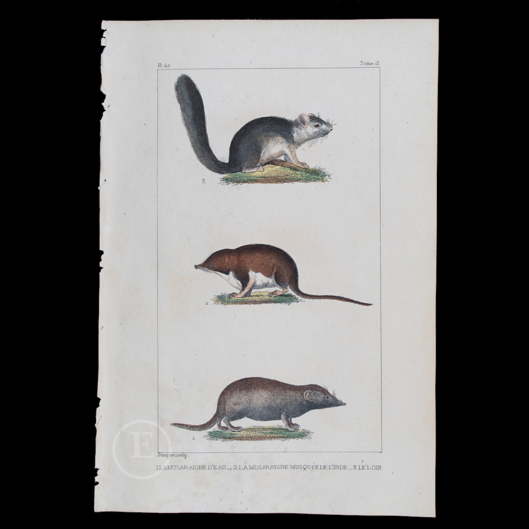 Dormouse, Indian Musk Shrew and Water Shrew / Authentic Steel Engraving ...