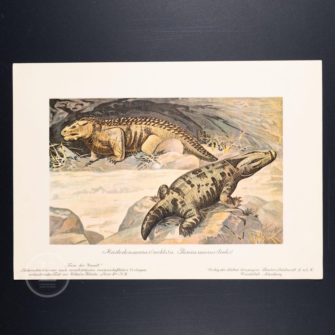 1911 MASTODONSAURUS and PAREIASAURUS, Extinct Reptiles - Original From ...