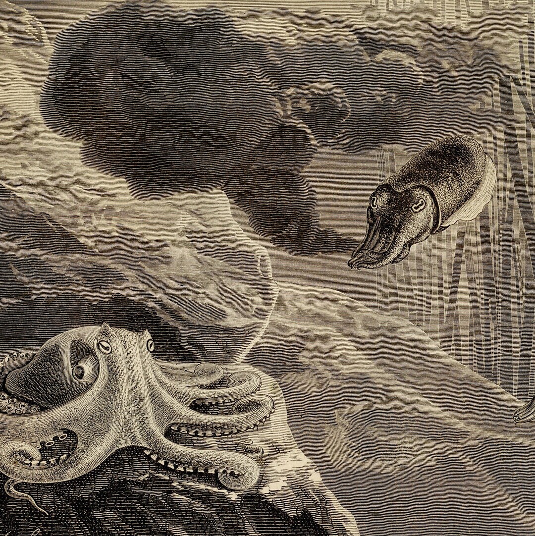 Octopus and Cuttlefish Nautical Old Print From 1866 . Rare Antique ...