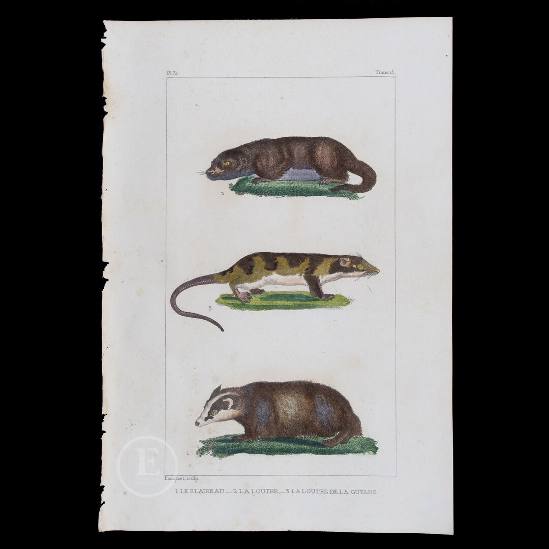 Badger, Otter and Guyana Otter / Authentic Steel Engraving From Oeuvres ...