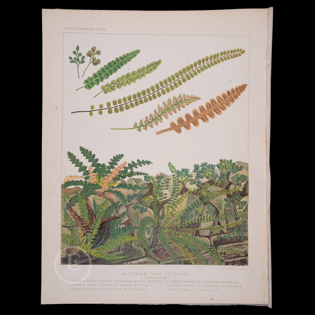 FERNS: Bird's Nest and Rustyback Ferns - Antique Original ...