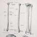 Leg Bones: Tibia / Fibula /human Anatomy - Descriptive Anatomy Book ...
