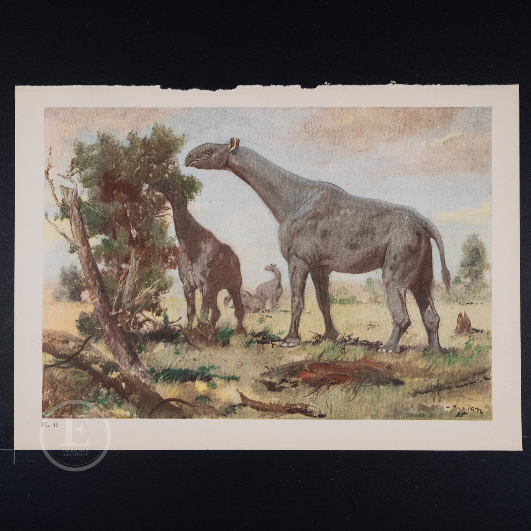Indricotherium: Near Horn Beast, Hornless Rhinocerotoids - Original ...