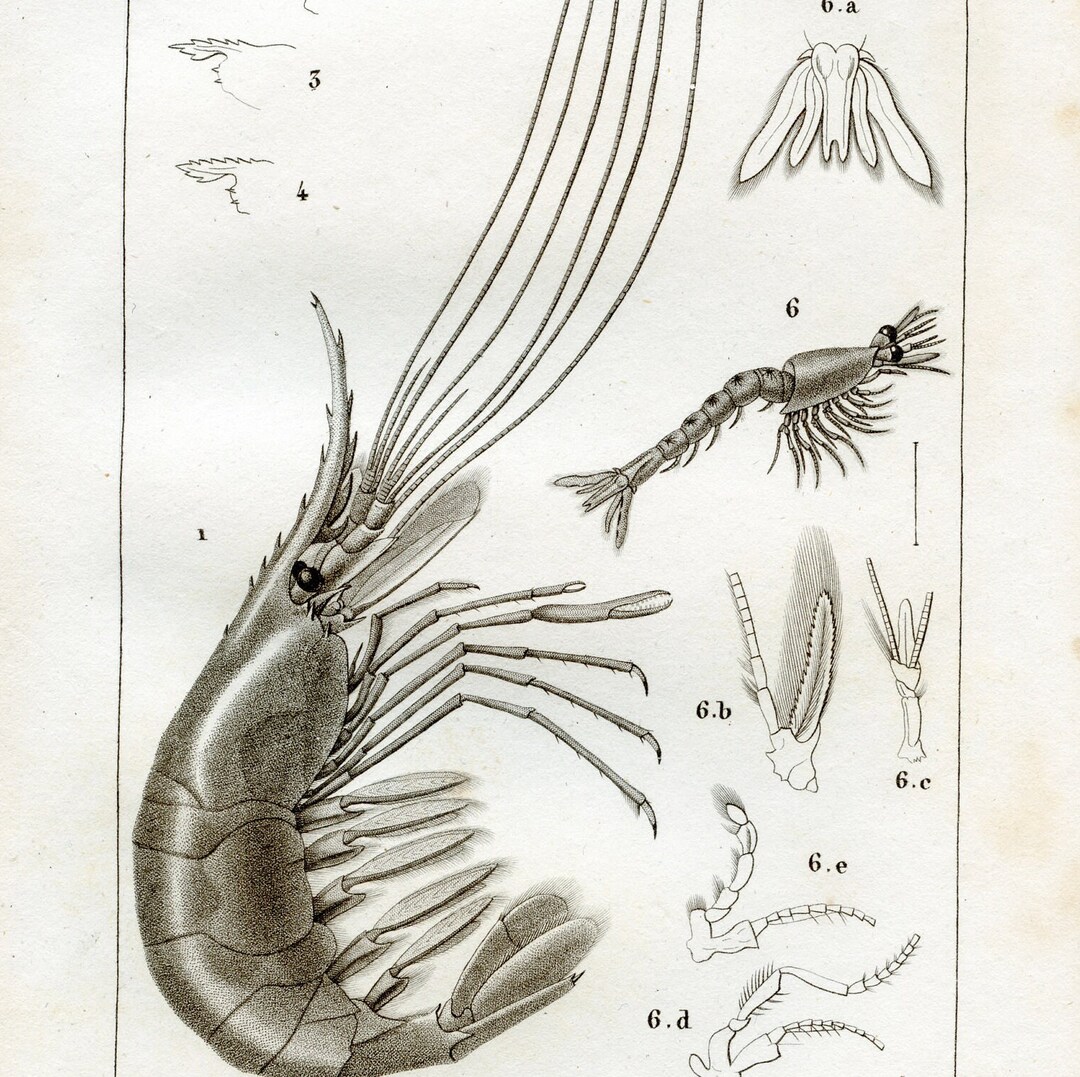1825 - Greater Shrimp / From a French Book of Crustaceans / Very RARE ...