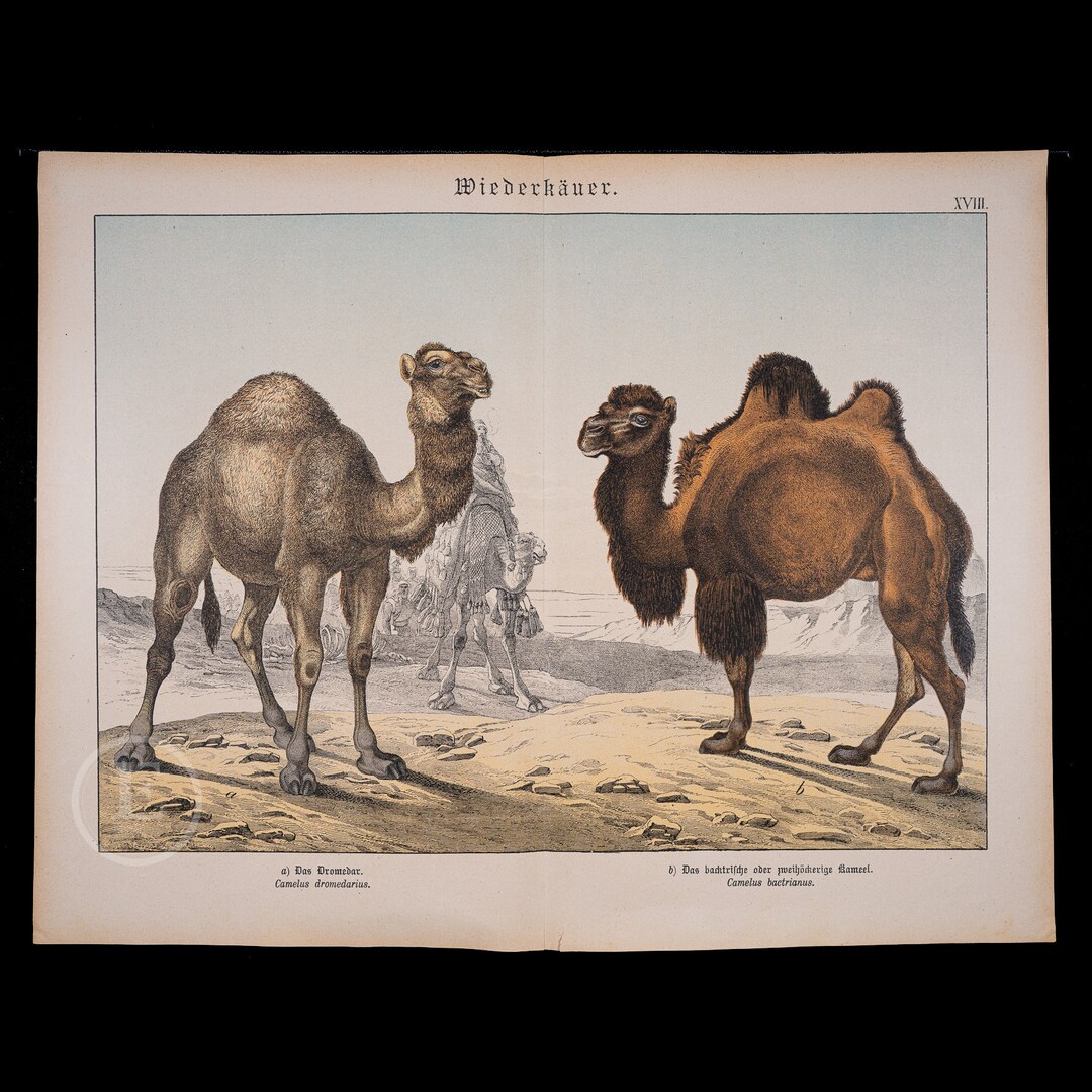 1872 Ruminants: Dromedary Camel and Bactrian Camel - Original Very Rare ...