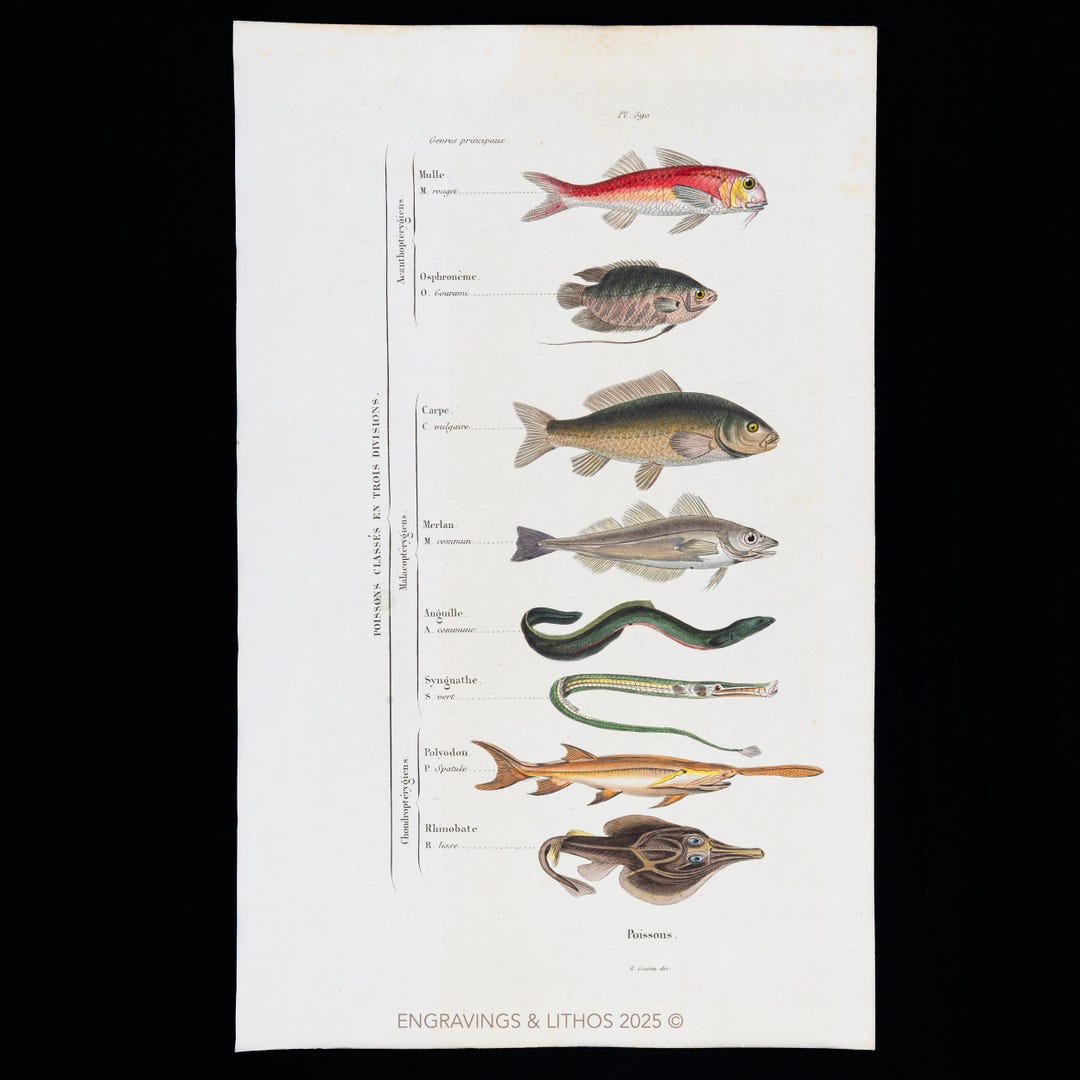 1846 FISH: Mullet, Carp, Eel, Paddlefish and Others – Original ...