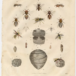 1844 Hornet, Bumble Bee and Insects - Extremely Rare, Hand-colored From ...