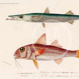 1849 Barracuda and Mullet Fish - Dictionnaire D'histoire by Charles D ...