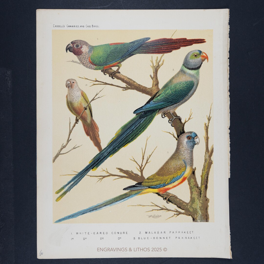 Ca 1875 CONURE and PARRAKEETS – Lithograph From the Illustrated Book of ...