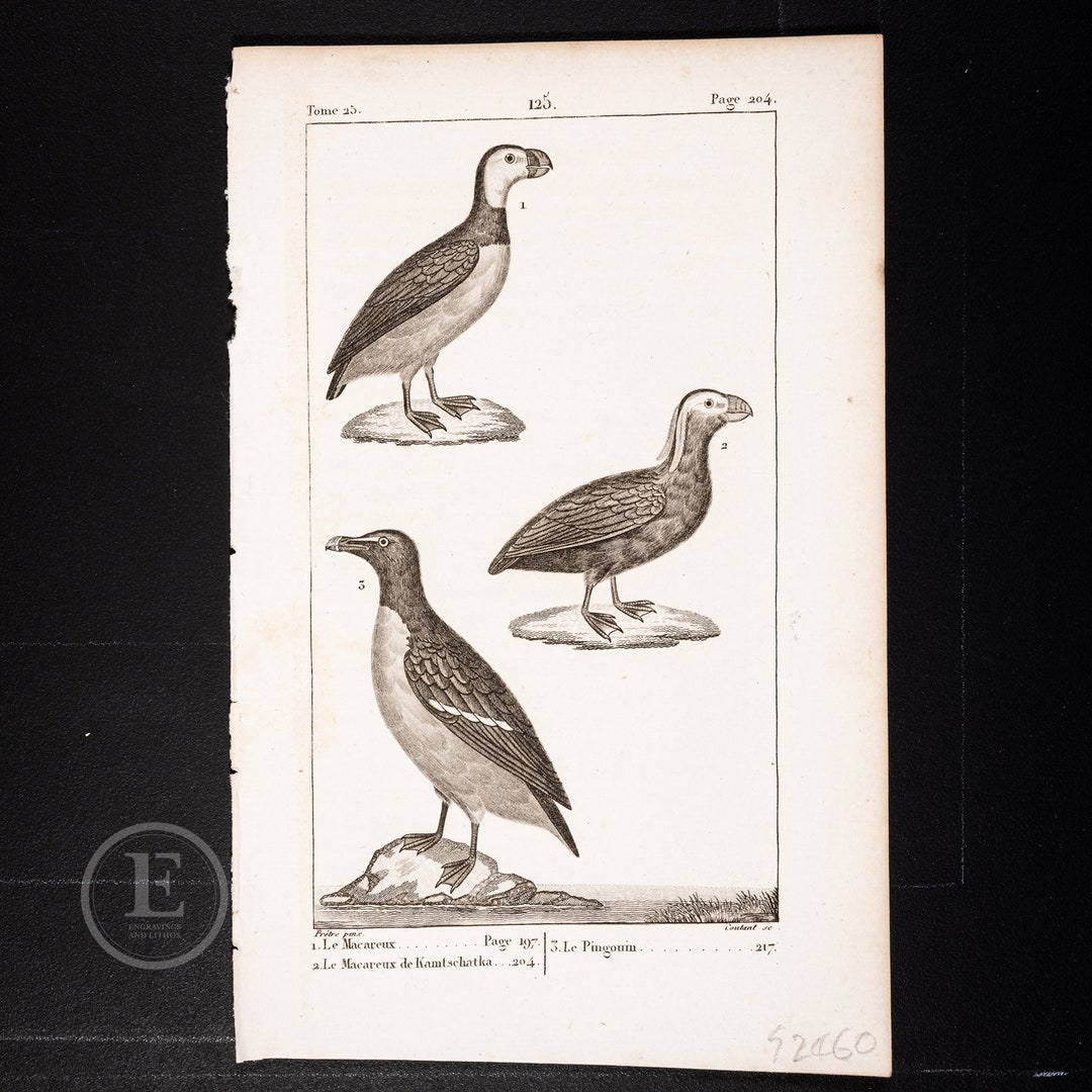 Birds: Puffin, Kamchatka Puffin and Penguin - Original Rare Print From ...