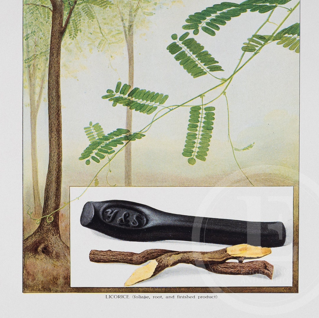 Licorice - Original Vintage Color Lithography 1911 - Etsy