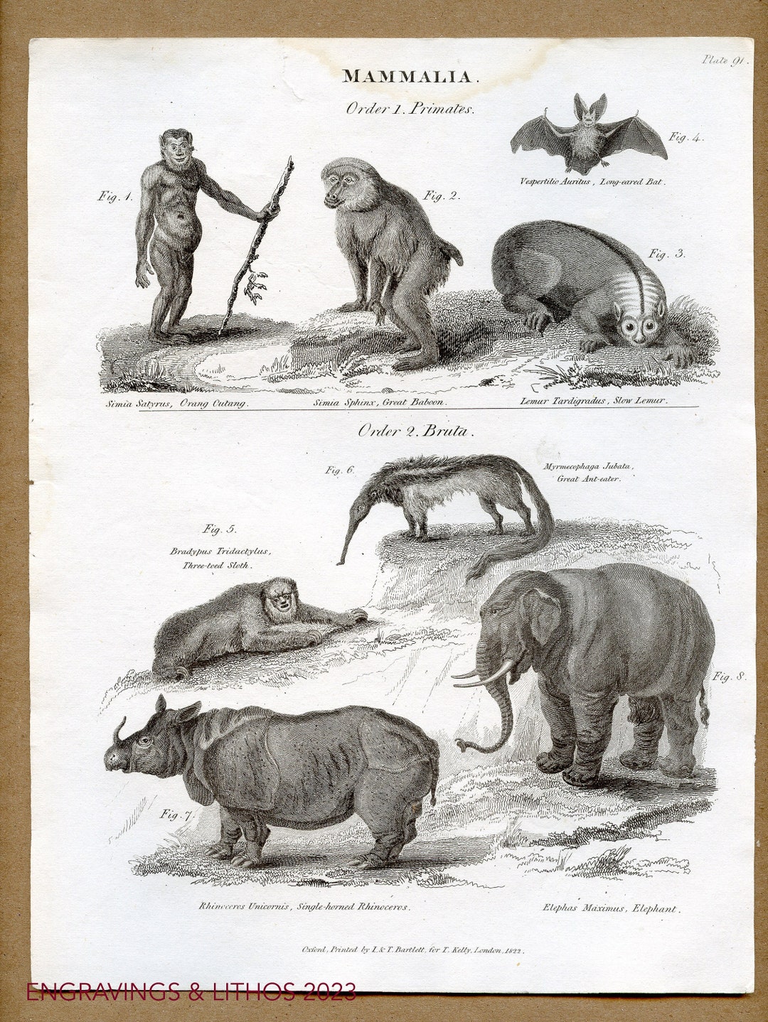 Antique Mammal Engraving, Primates, Sloth, Elephant, 1830 Oxford ...