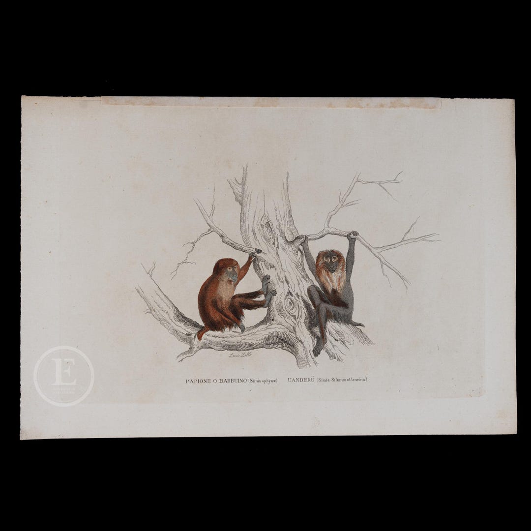 1878 BABOON and Lion-tailed MACAQUE - Hand-colored Steel Engraving From ...