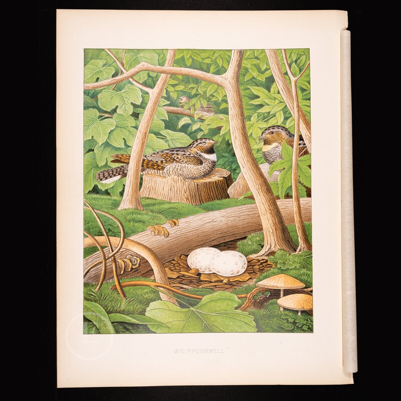 Whippoorwill - Etsy