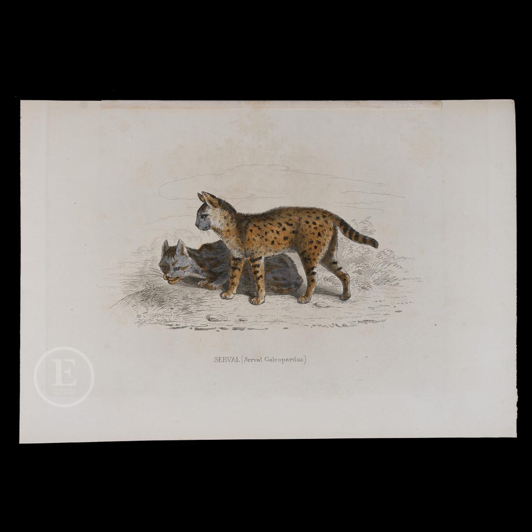 1878 SERVAL CATS - Hand-colored Steel Engraving From “opere Complete Di ...