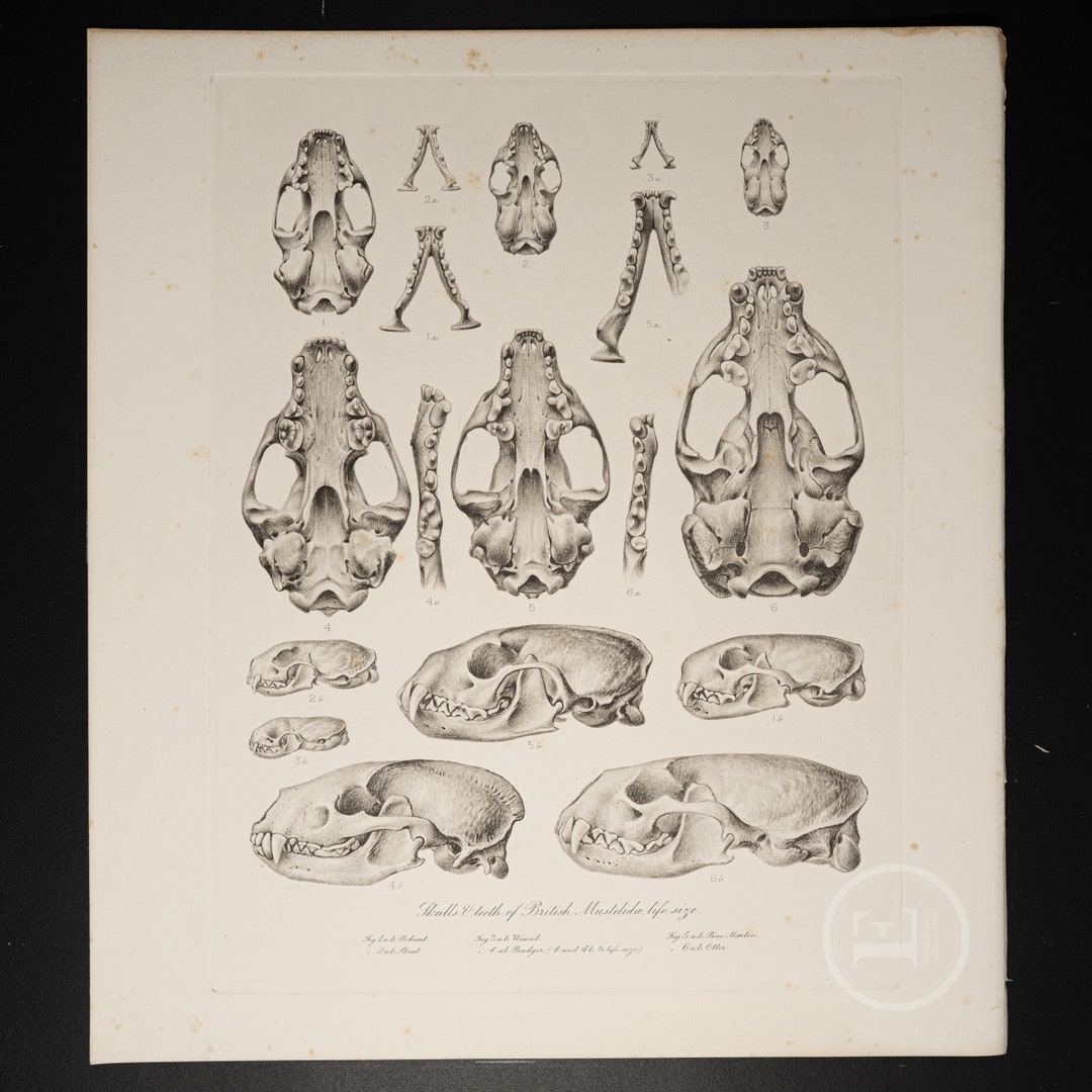 SKULLS and TEETH British Mustelids / Heliogravure Etching "the Mammals ...