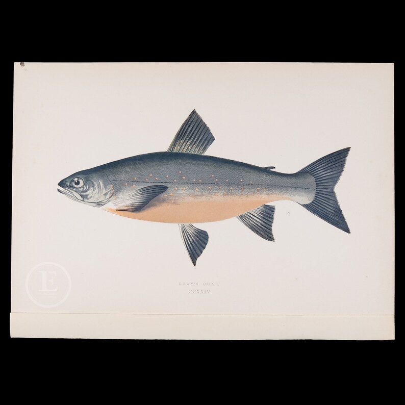 GRAY'S CHAR - Lithograph 1884, London for "history of the Fishes of the ...