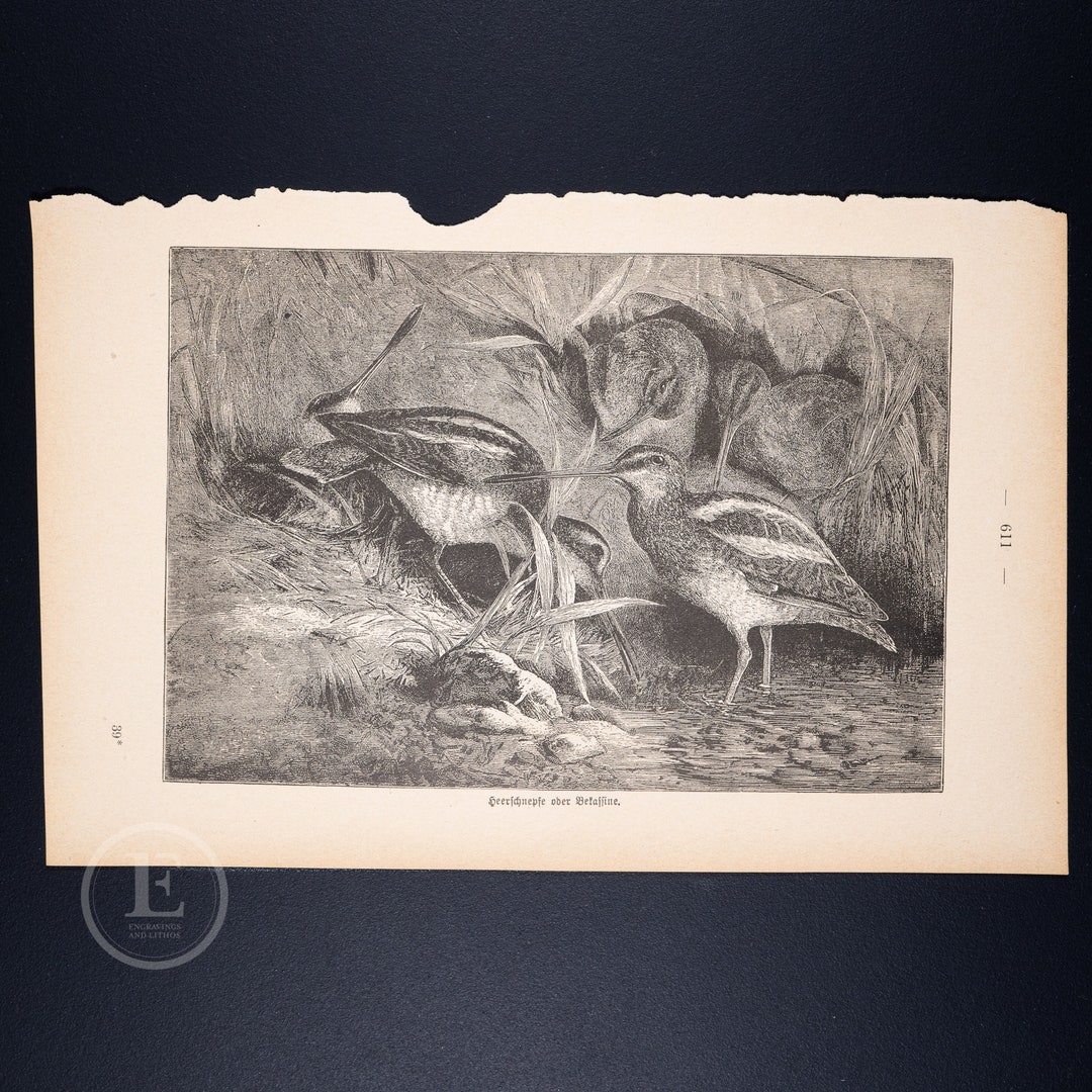 Snipes - Original Black and White Lithography - the Animal World ...