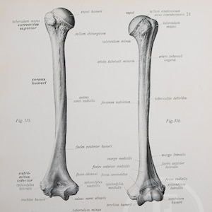 Upper Limb Bones: Humerus, Forearm / Human Anatomy - Descriptive ...