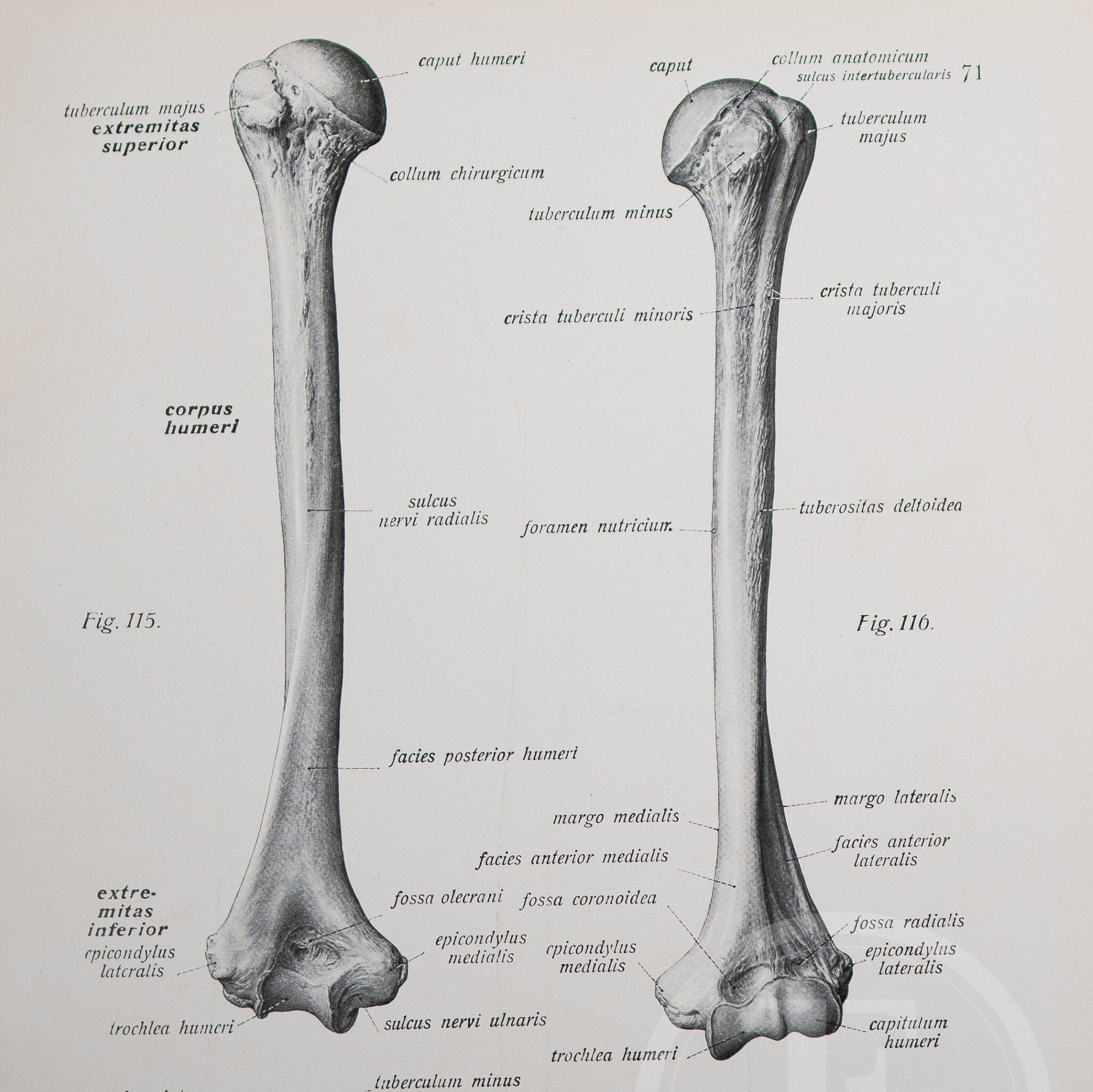 Humerus Anatomy Blank