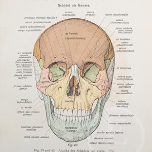View of the Skull: Front and Left Side /- Human Anatomy - Descriptive ...