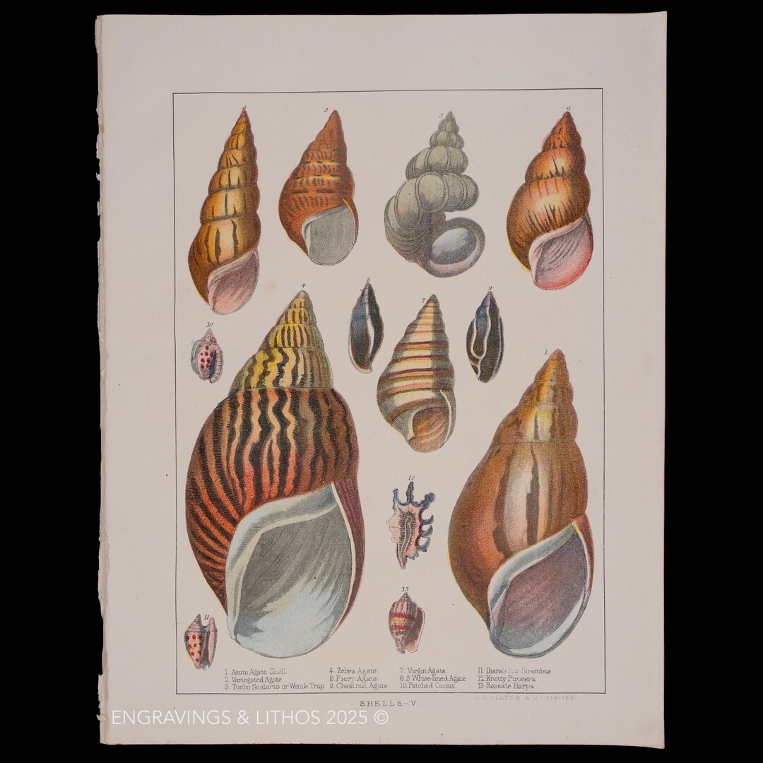 1890 SHELLS V - Original Lithography From the Illustrated Globe ...