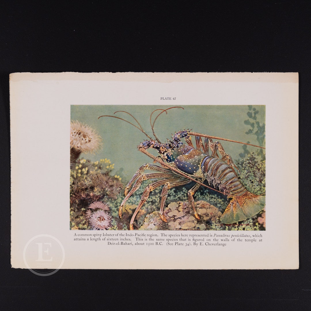 A Common Spiny Lobster of the Indo-pacific Region is an Original Color ...