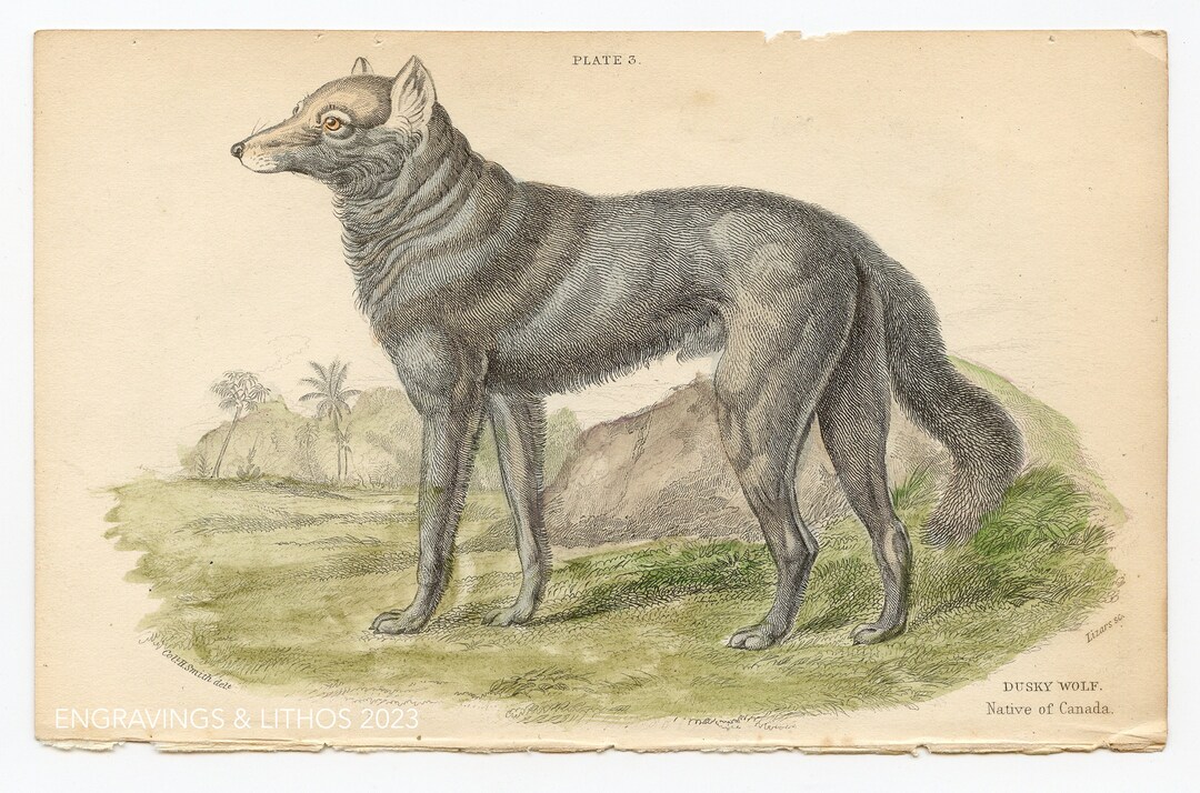 The Dusky Wolf - an Original From "the Naturalist's Library" by Sir ...