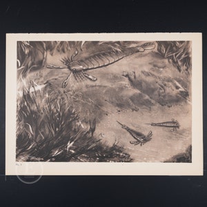 Pterygotus and Eurypterus - Original Vintage Lithograph Print of ...