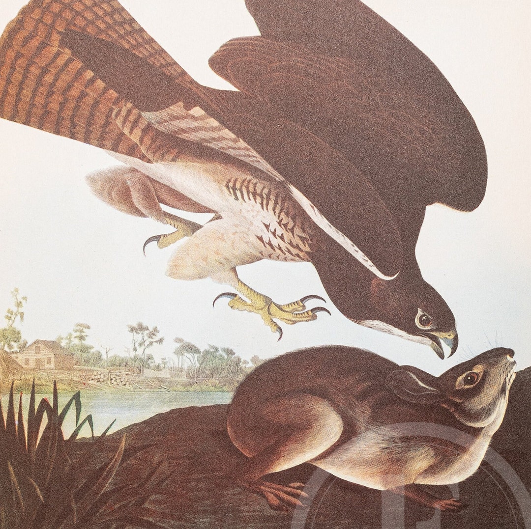1937 Swainson's Hawk and Sage Grouse vintage Print From john James ...
