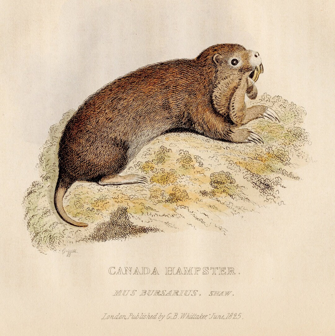 Canada Hampster / Original Engraving From a Nature French Book of ...