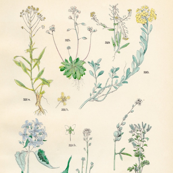 Woad - Etsy
