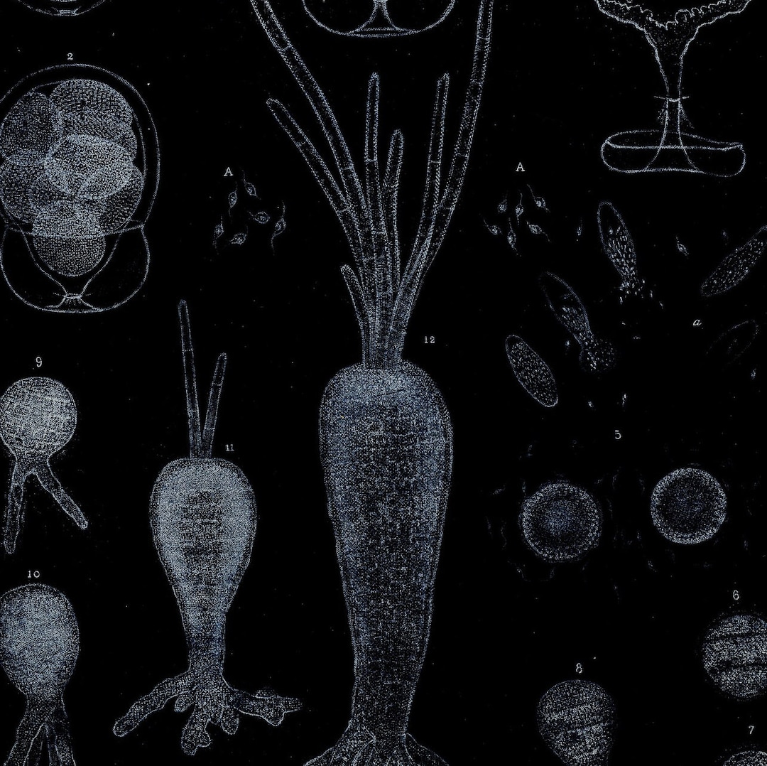 Reproductive Cycle Seaweed . 1866 . Rare Antique Marine Print ...