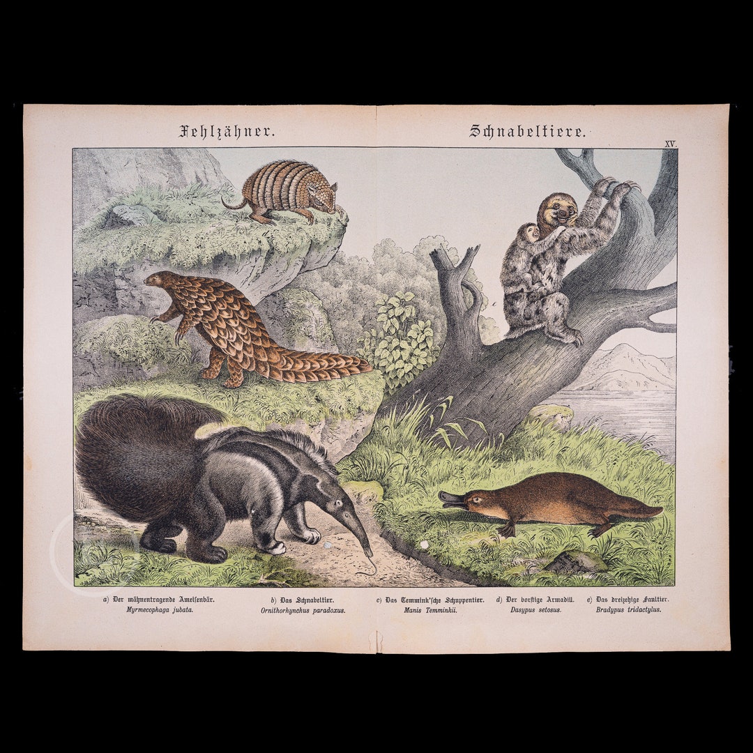 1872 Anteater, Platypus, Pangolin, Armadillo, Three-toed Sloth- Original Very Rare Lithograph ...