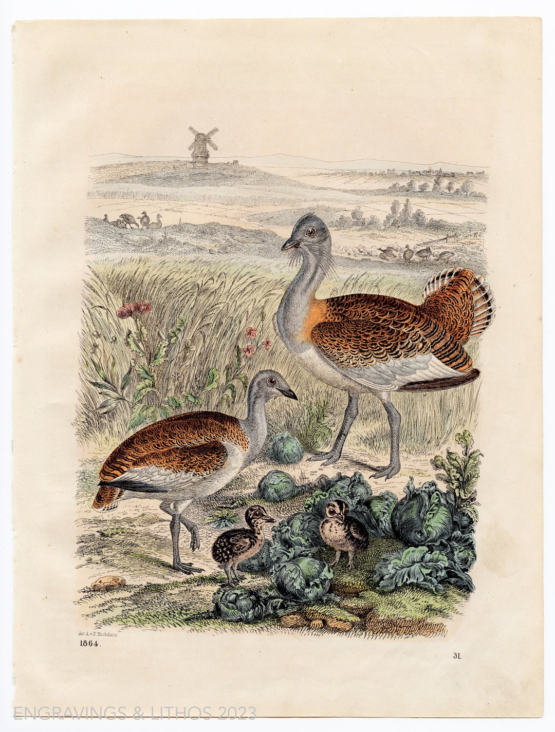 1864 the Bustard - Rare Plate "book of the World " by Carl Hoffman ...