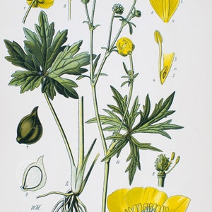 1886 CREEPING BUTTERCUP - Rare/original From Flora of Germany, Austria ...