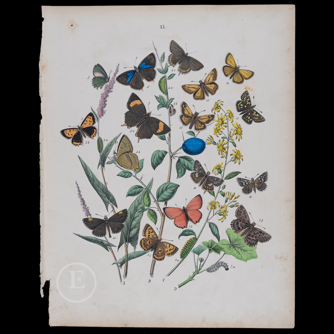 Gossamer-winged and Skipper Butterflies - Very Rare Plate From 1882 of ...