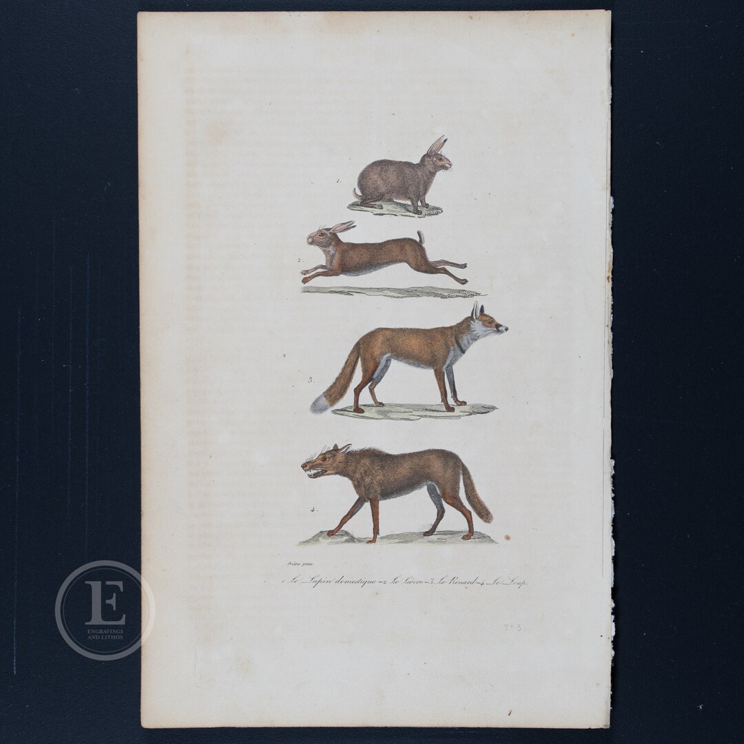 1837 Wolf, Fox, Rabbit and Hare / Authentic Steel Engraving From ...