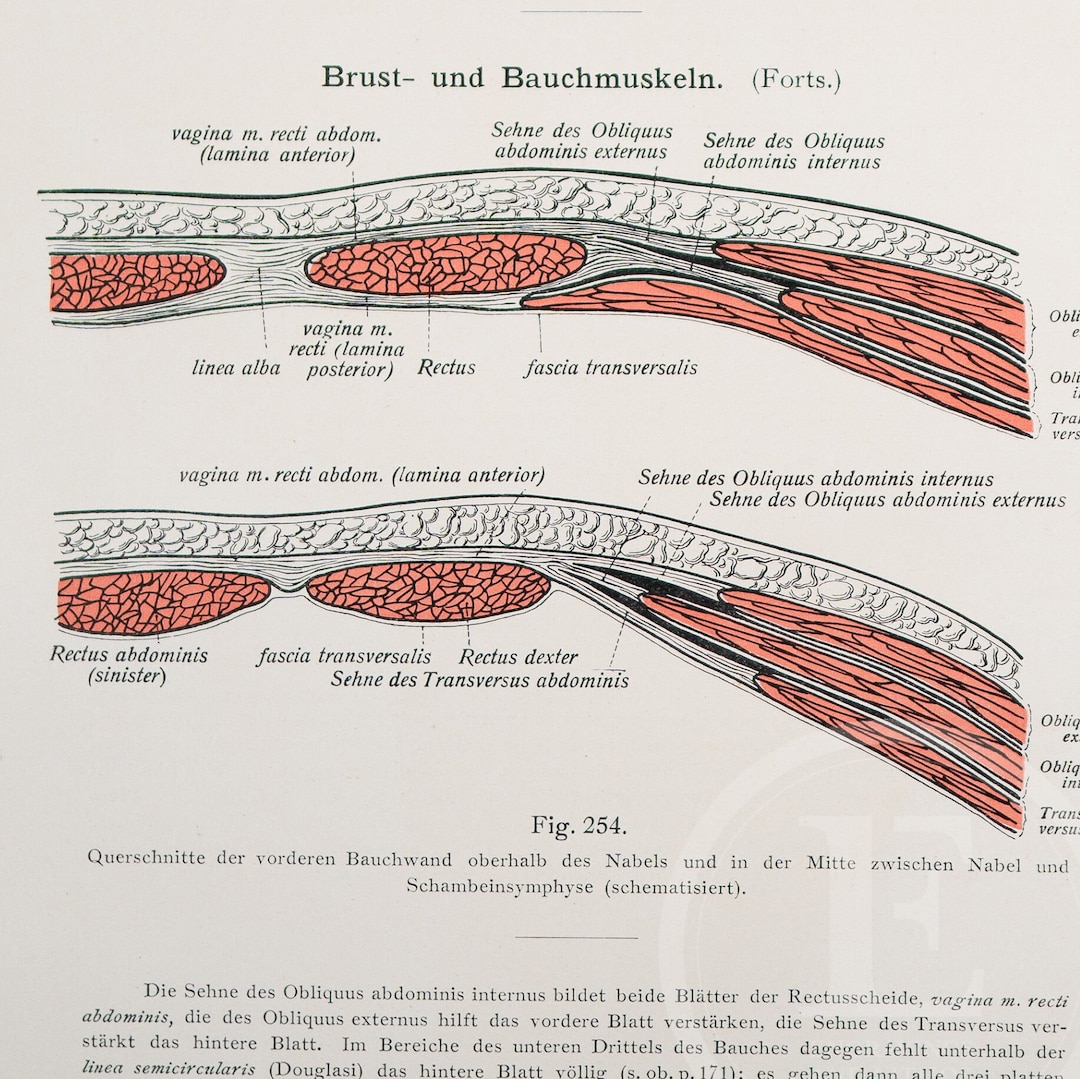 Cross Section of Chest and Abdominal Muscles / Human Anatomy ...