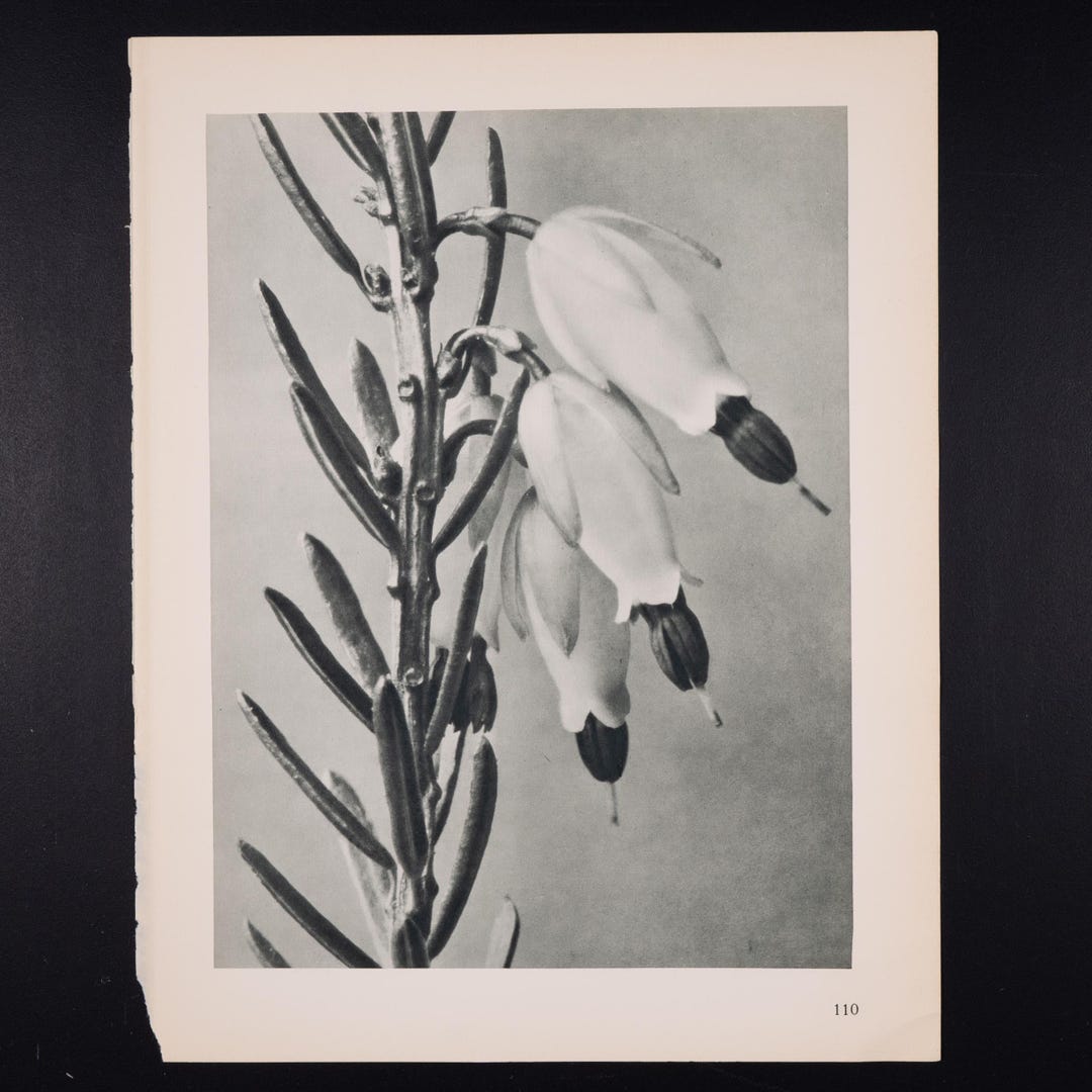 1929 - HEATHER – Karl Blossfeldt Photogravure From Natural Art Forms - Etsy