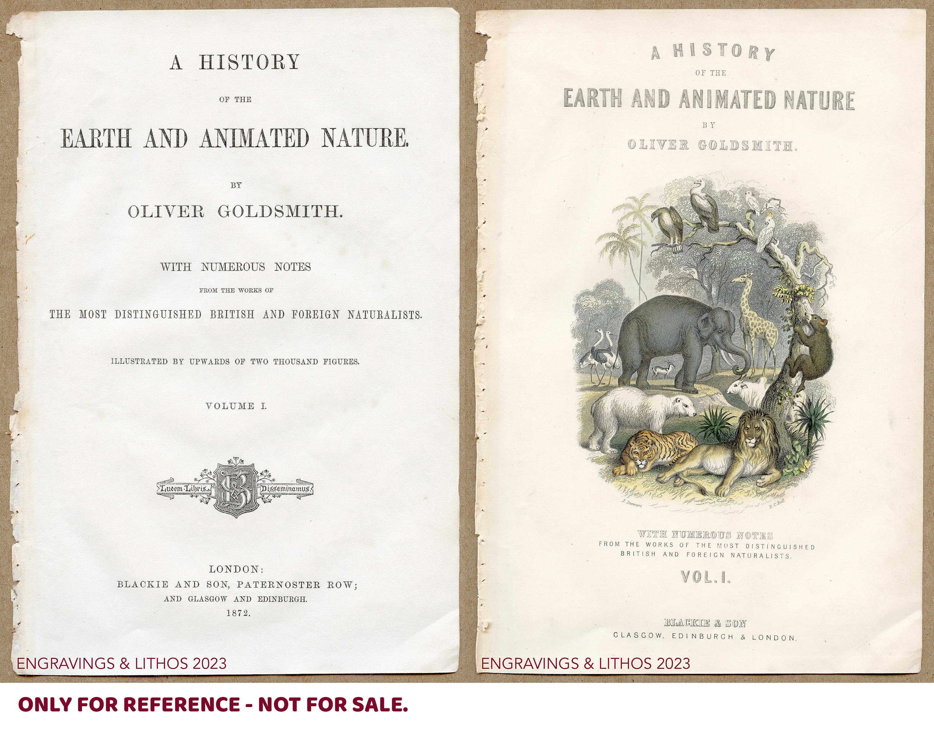 Five Different Specimen of Dogs, Domesticated and Wild - Original From ...