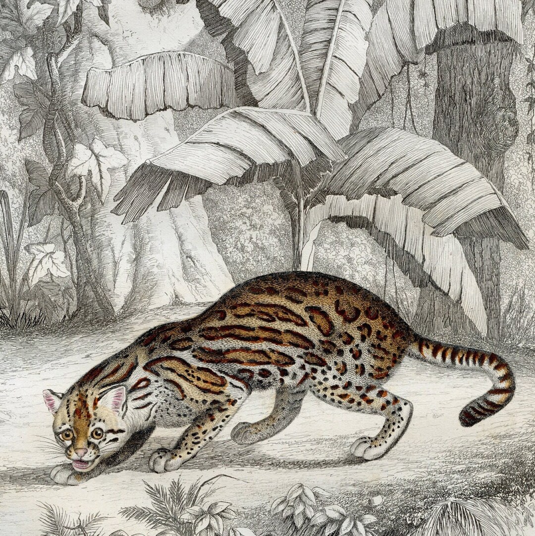 1855 Ocelot Original Litho From Histoire Naturelle Des Mammiferes