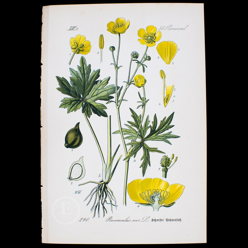 1886 CREEPING BUTTERCUP - Rare/original From Flora of Germany, Austria ...