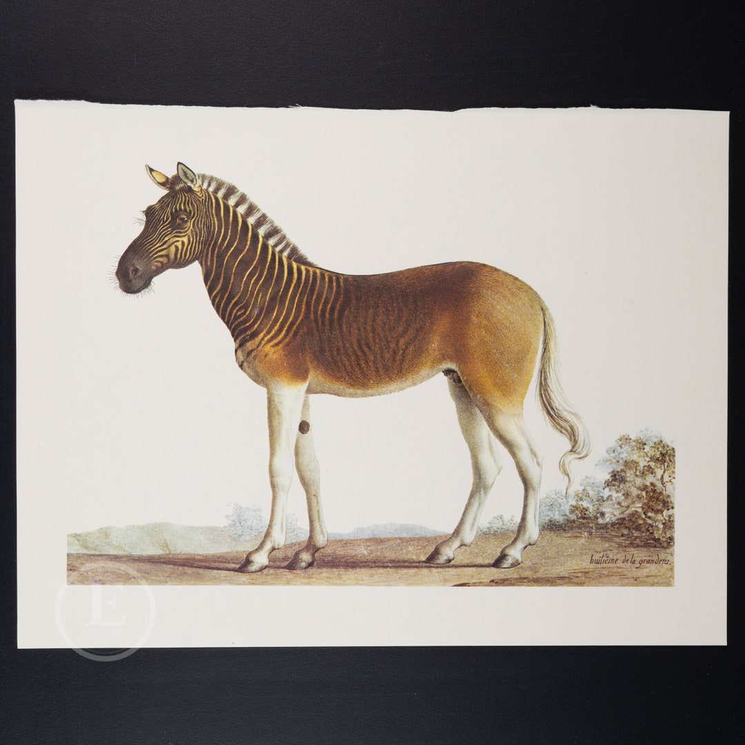 1970 QUAGGA ZEBRA - Vintage Lithograph Ornithology Print of Larousse ...