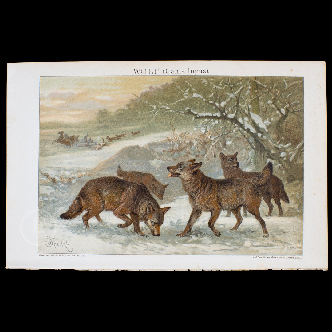 1898 - Wolf Pack - Rare Chromolithograph Plate From Brockhaus ...