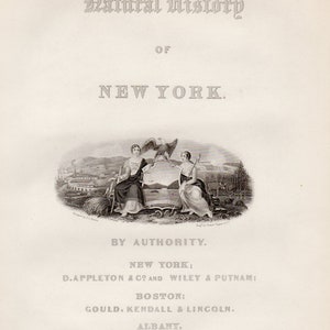 Canadian Sanicle - ORIGINAL PRINT Out of the Book "a Flora of the State ...